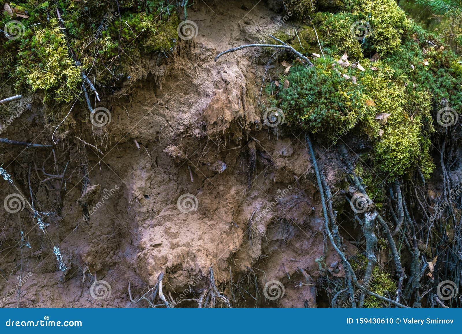 The Roots and Land of a Large Fallen Tree, Taken in Close-up Stock ...