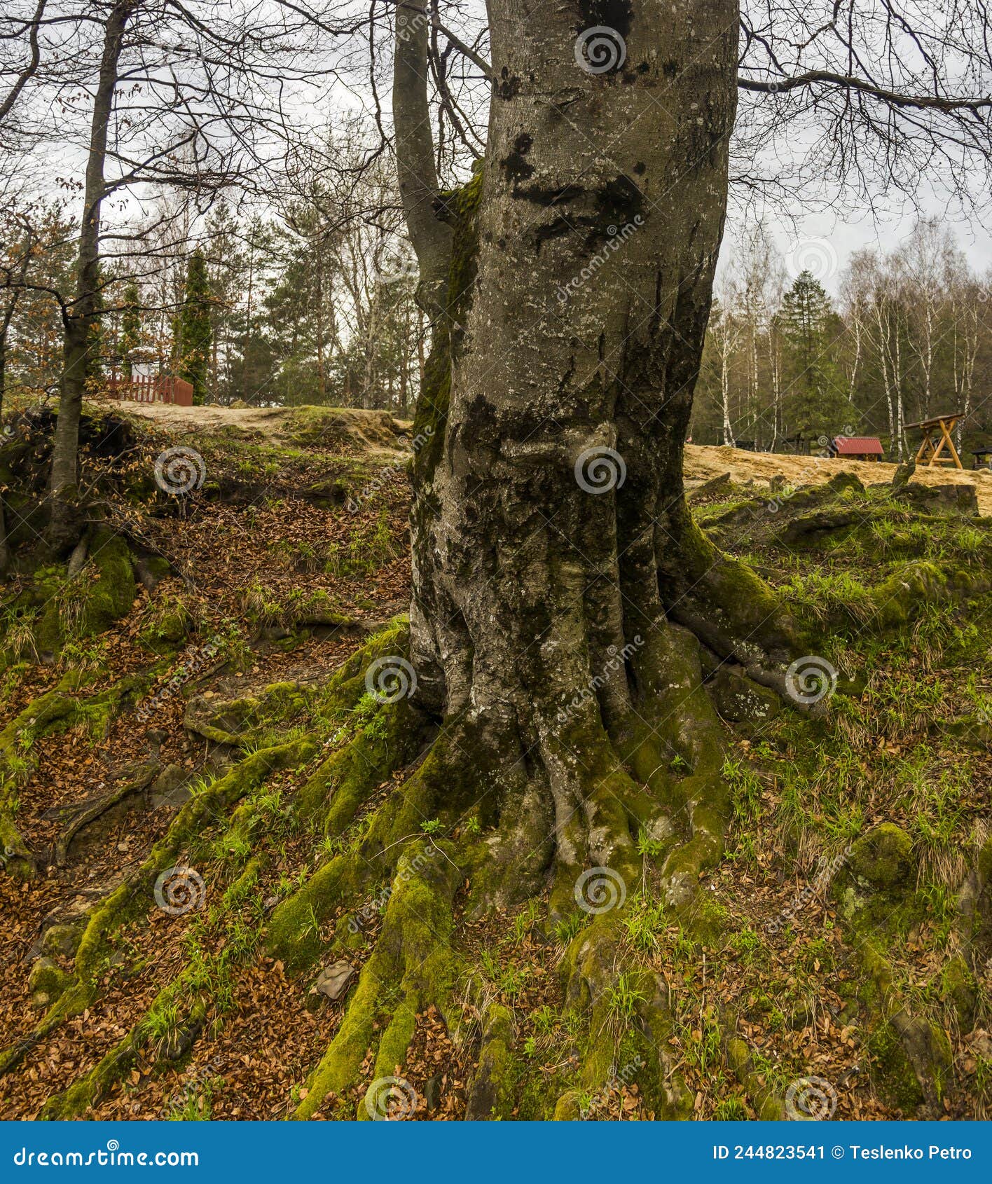 Roots of a Large Beech Tree Covered with Moss Stock Image - Image of ...