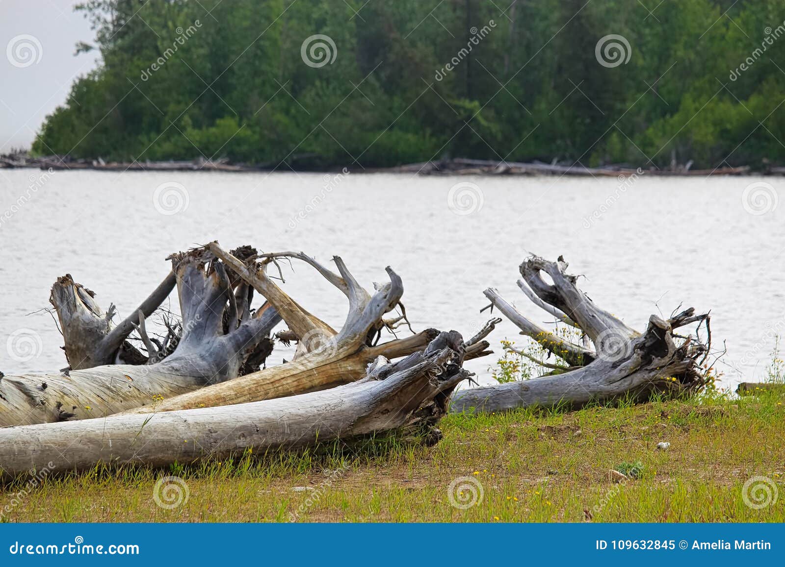 Large Driftwood Stumps On Kuaui Beach With Hawaii Spelled Out With ...