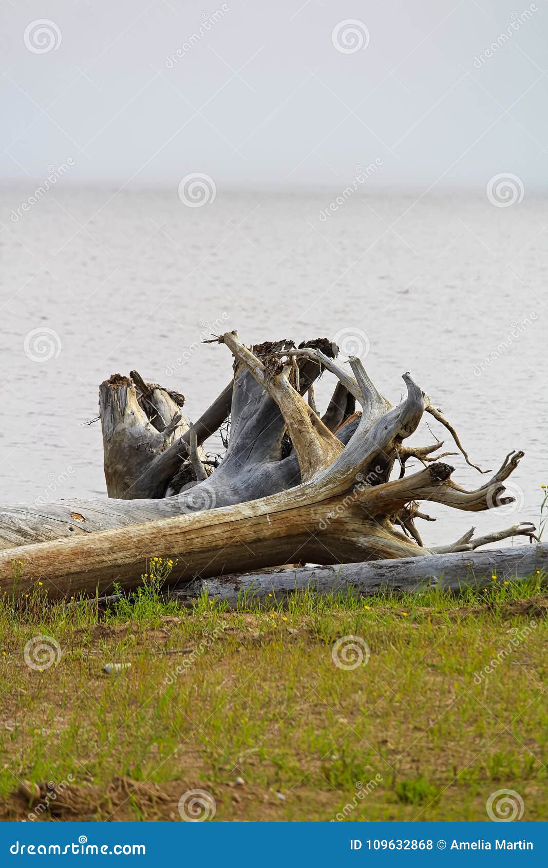 Large Driftwood Stumps On Kuaui Beach With Hawaii Spelled Out With ...