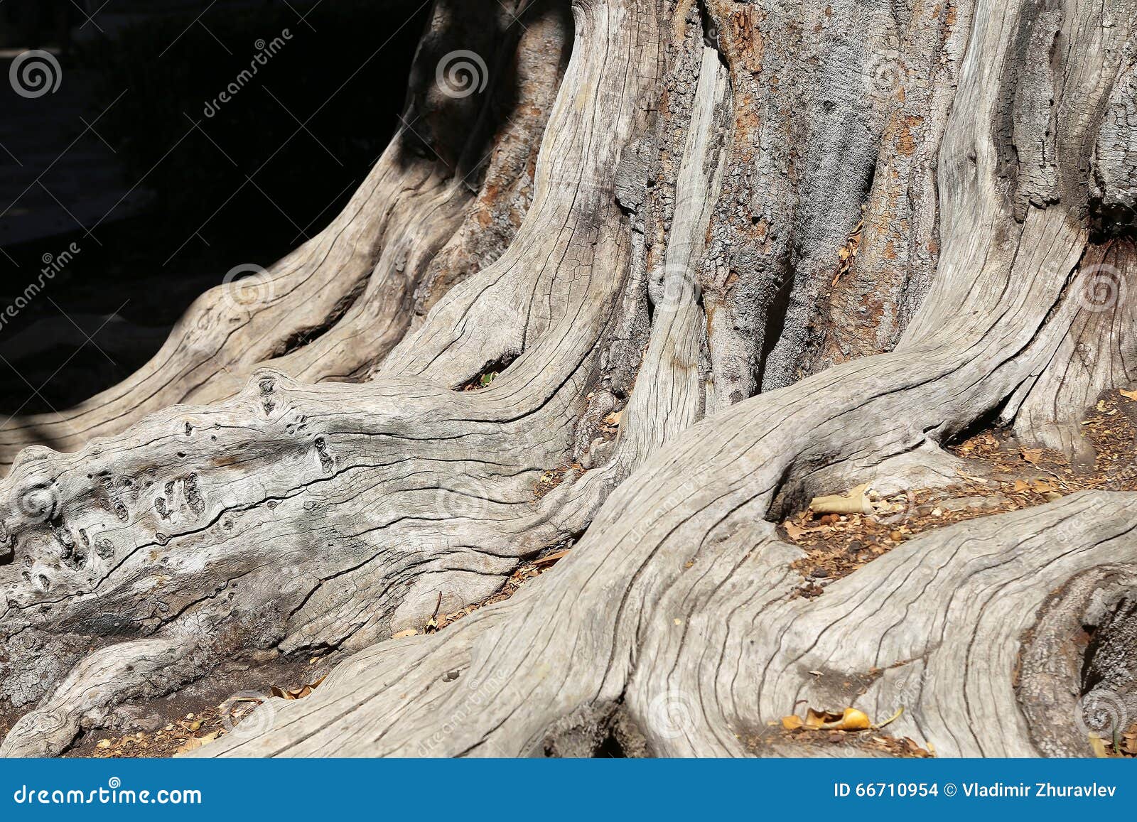 Roots of a Large Old Tree, Close-up Stock Photo - Image of ecology ...