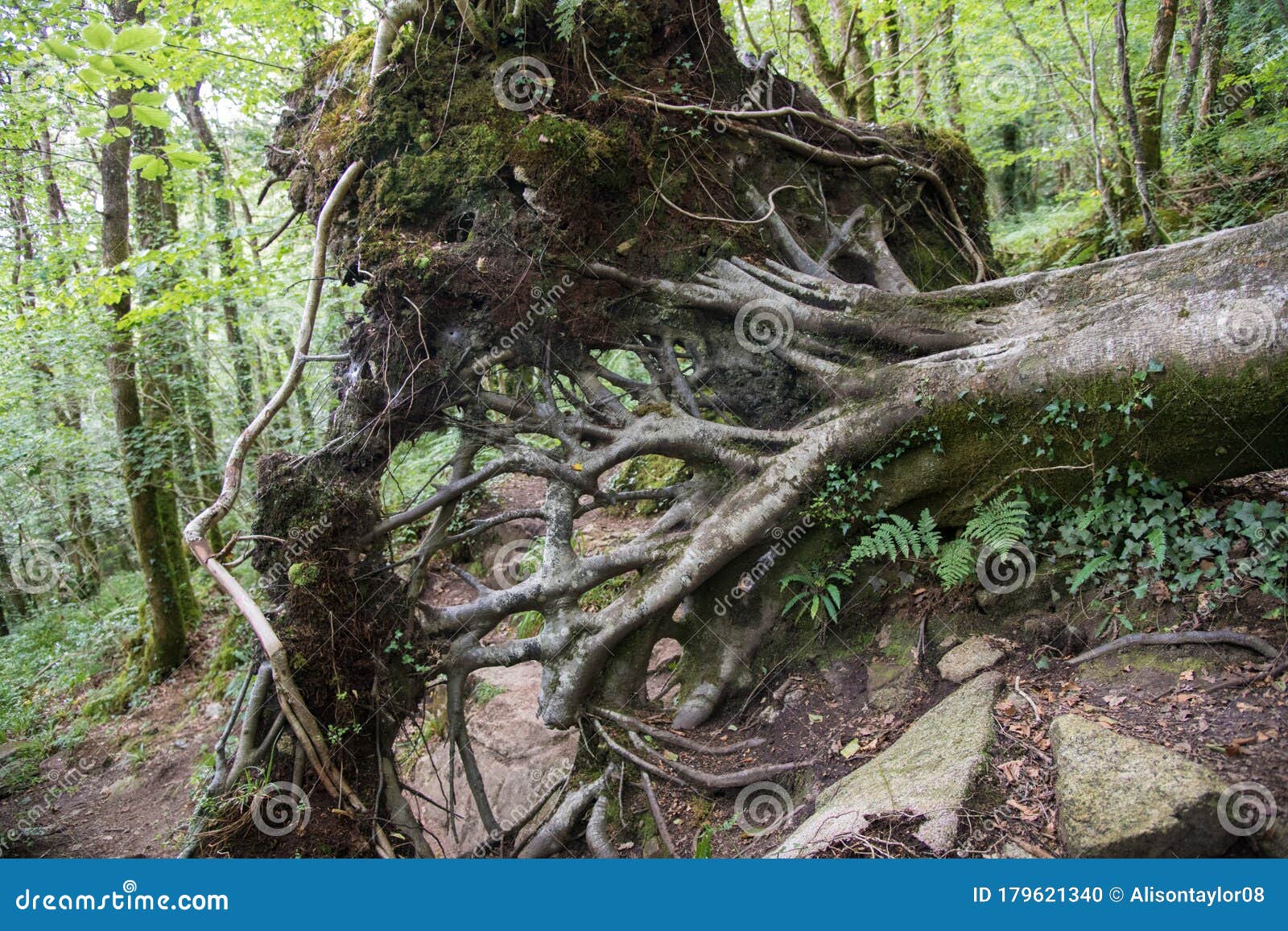 The Roots of a Large Recently Fallen Tree in Woodland Stock Photo ...