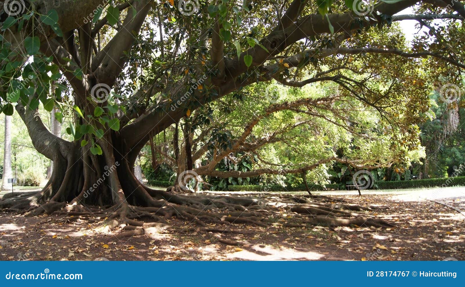 The roots of a large tree stock image. Image of garden - 28174767