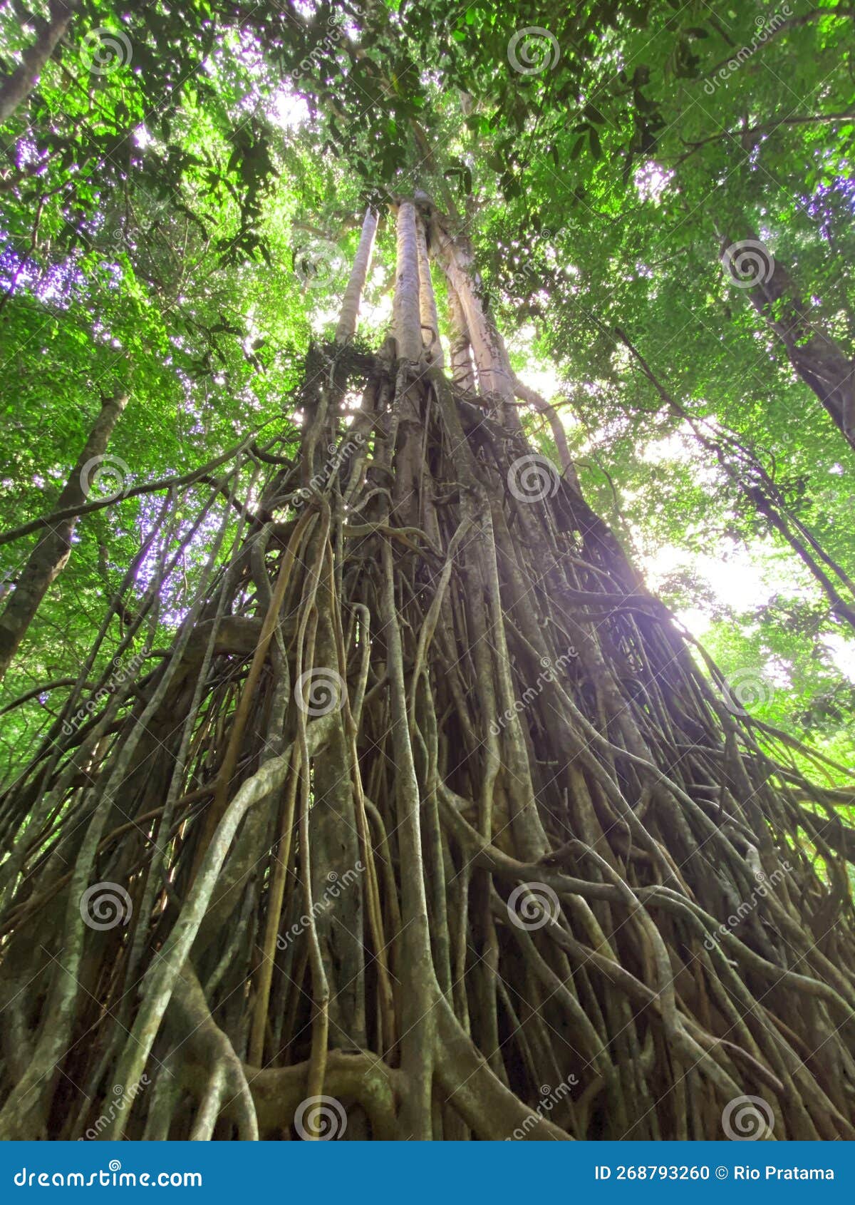 Roots of a large tree stock photo. Image of jungle, roots - 268793260