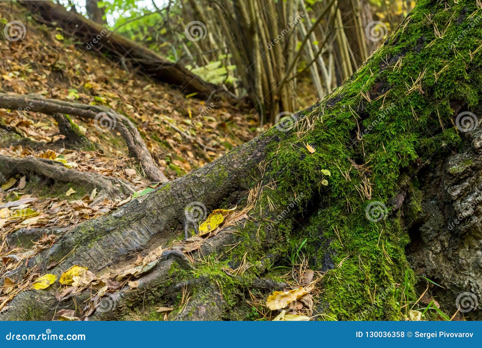 The Roots Of A Large Pine Tree Growing On The Lake Shore Royalty-Free ...