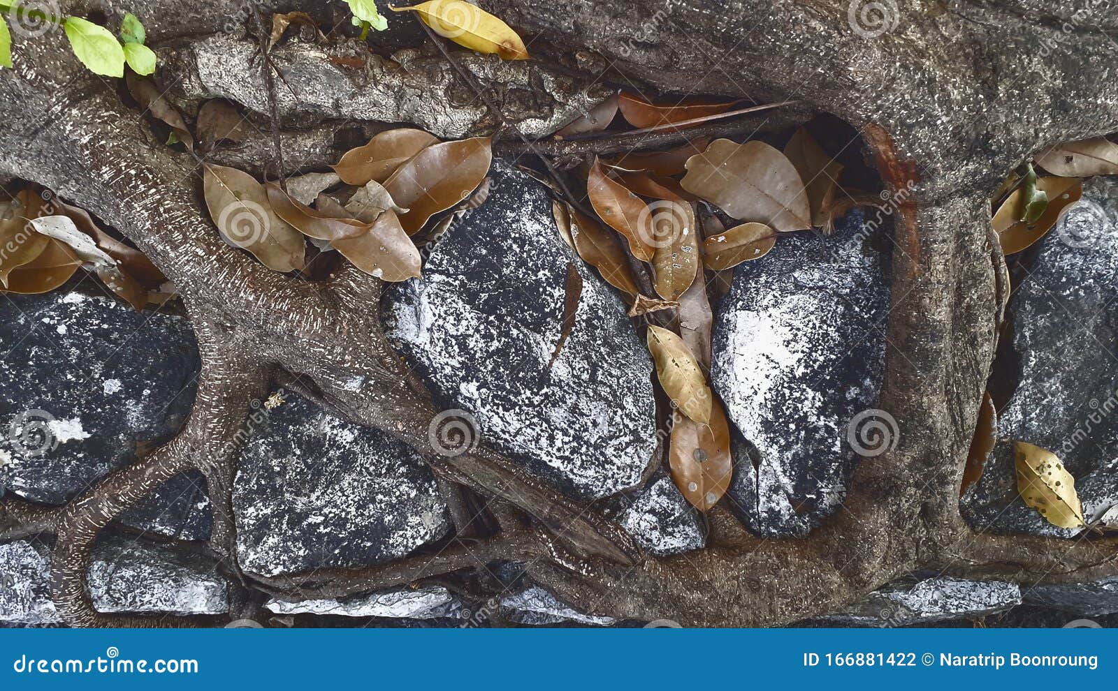 Tree Roots Grow on an Abandoned Wall Stock Photo - Image of destroy ...