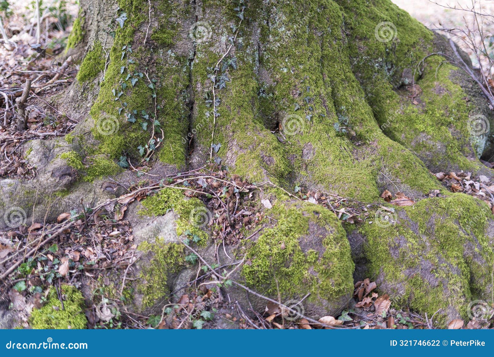 Roots of a Large Tree Covered with Moss Stock Photo - Image of earthy ...