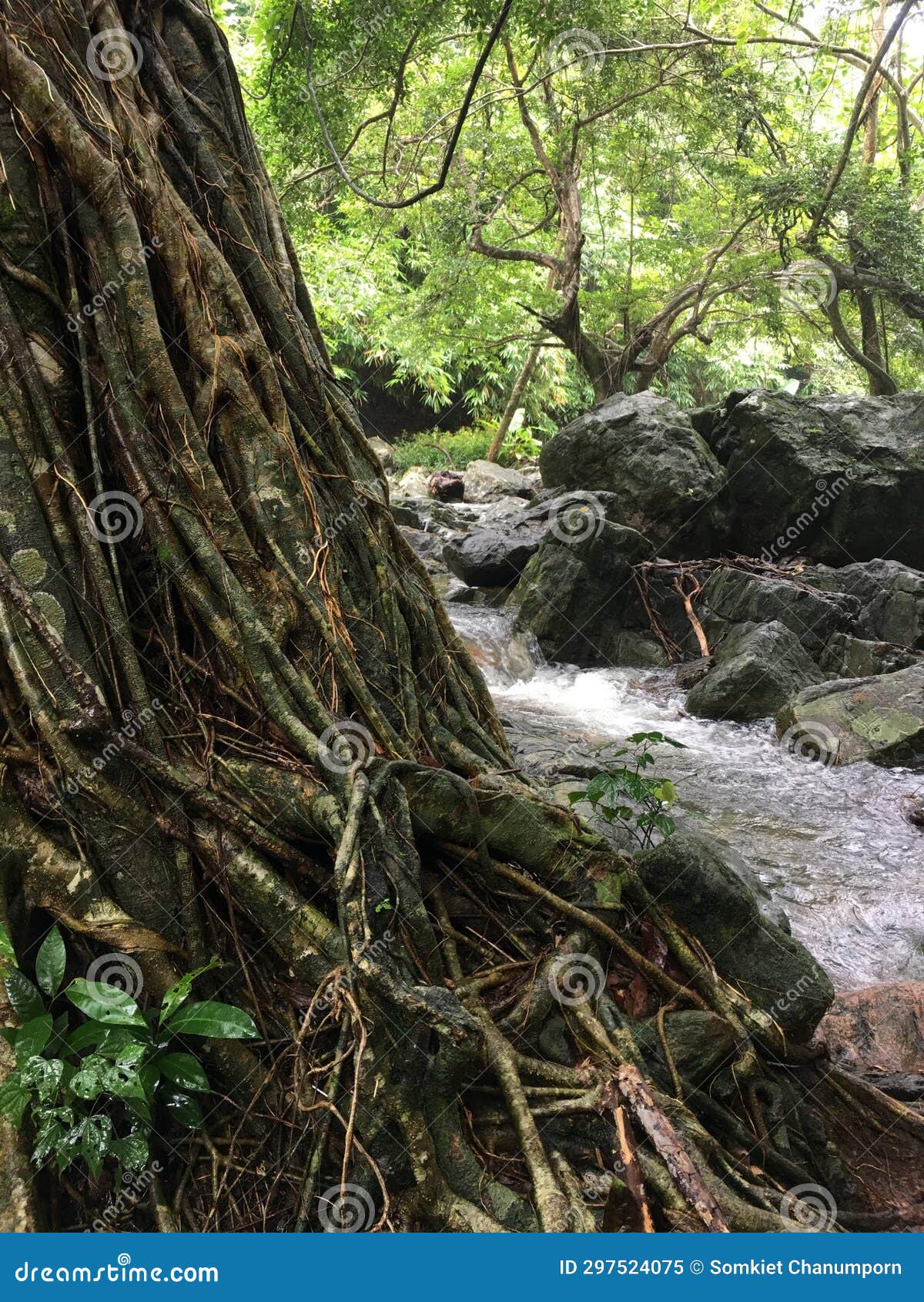 Roots of a Large Tree are at the Edge of Tham Waterfall in the Middle ...