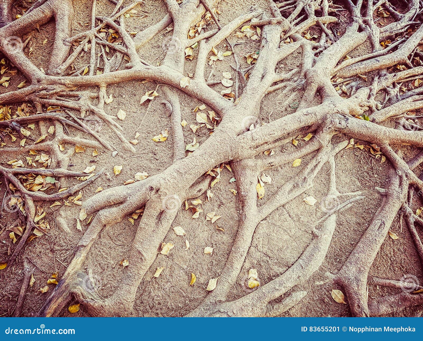 Roots of Large Tree Emerged from Ground Stock Image - Image of magical ...