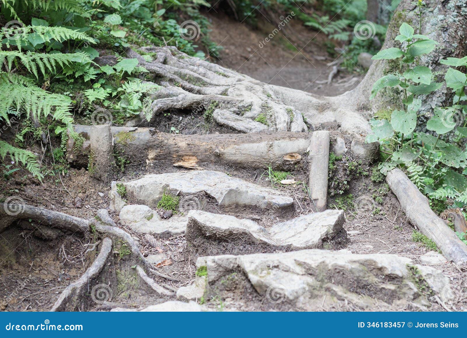 Staircase Of Roots. Siberian Patterns Of Nature, Irkutsk. Siberia Stock ...