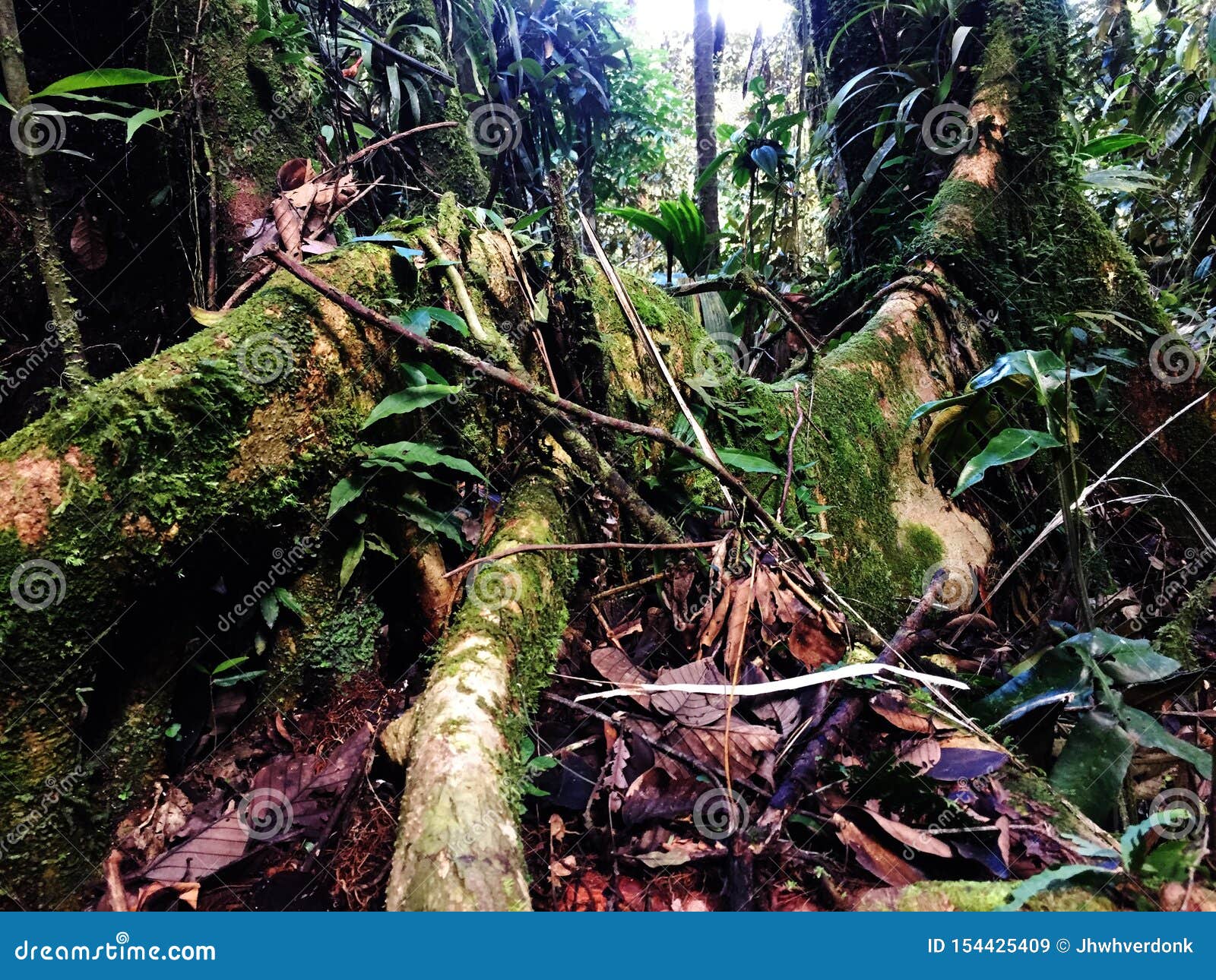 The Roots of a Large Tree Forming a Typical View in the Amazon ...