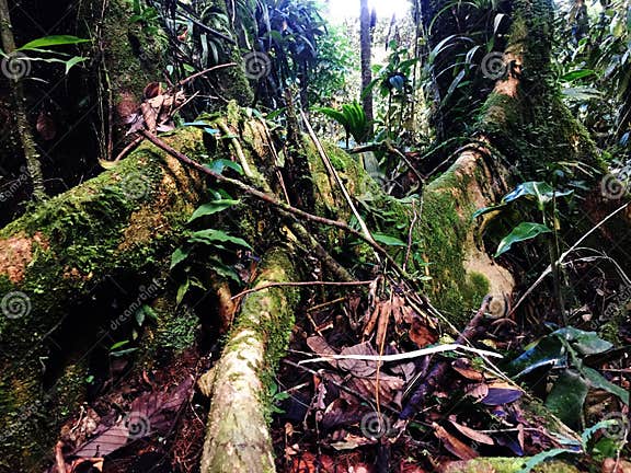 The Roots of a Large Tree Forming a Typical View in the Amazon ...