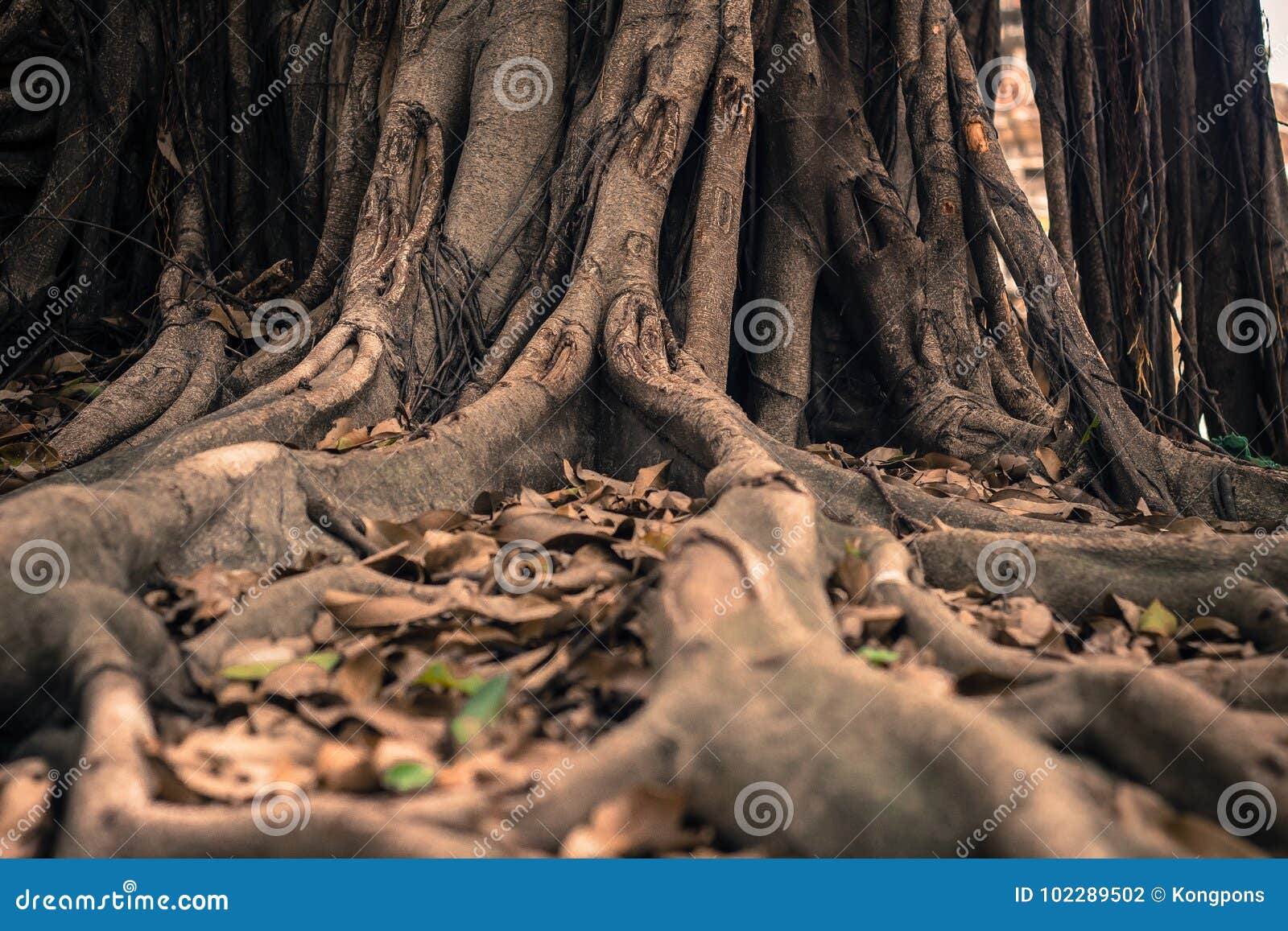 The roots of a large tree stock photo. Image of ground - 102289502