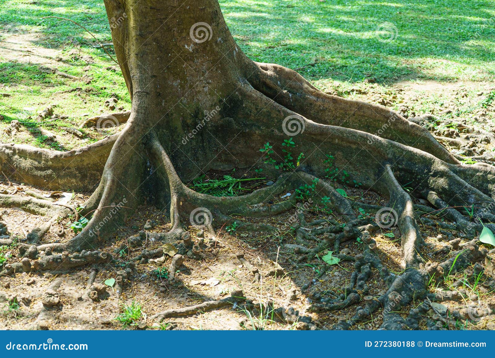 The Roots of Large Tree on the Ground in the Park Stock Photo - Image ...