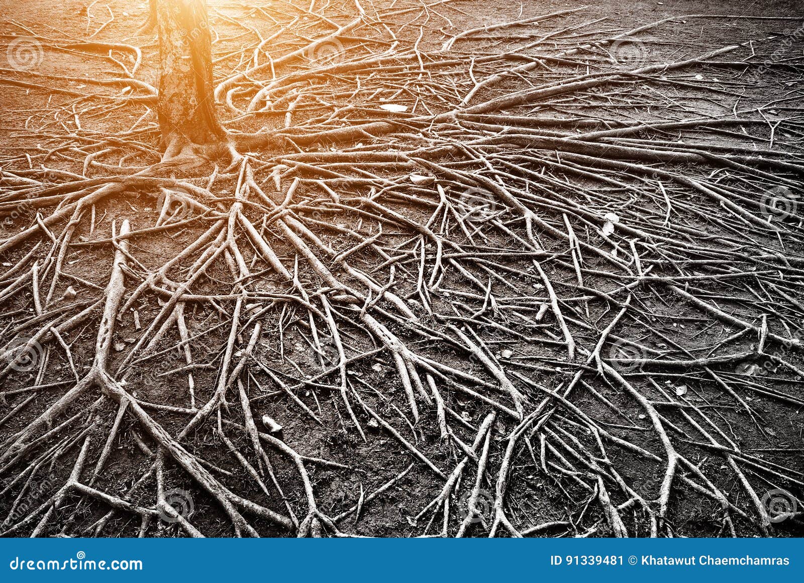 The Roots Of A Large Old Tree Like A Terrible Hand With Fingers Royalty ...