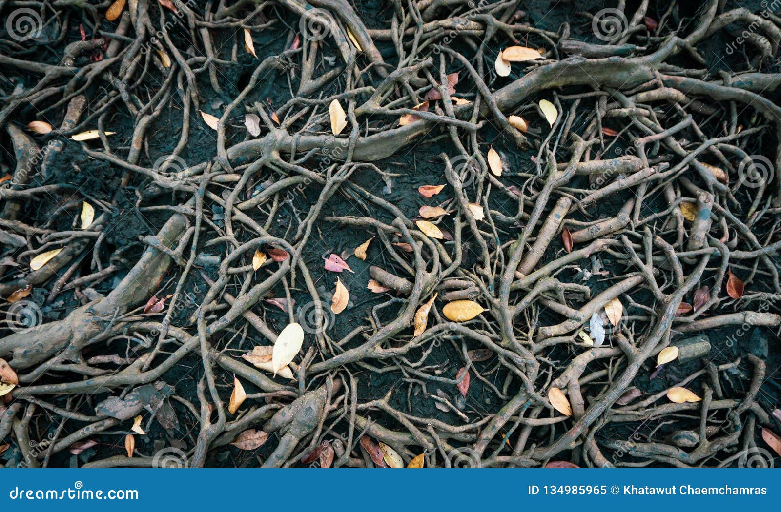 The Roots of a Large Tree that Grows Bigger. the Concept of Growth ...