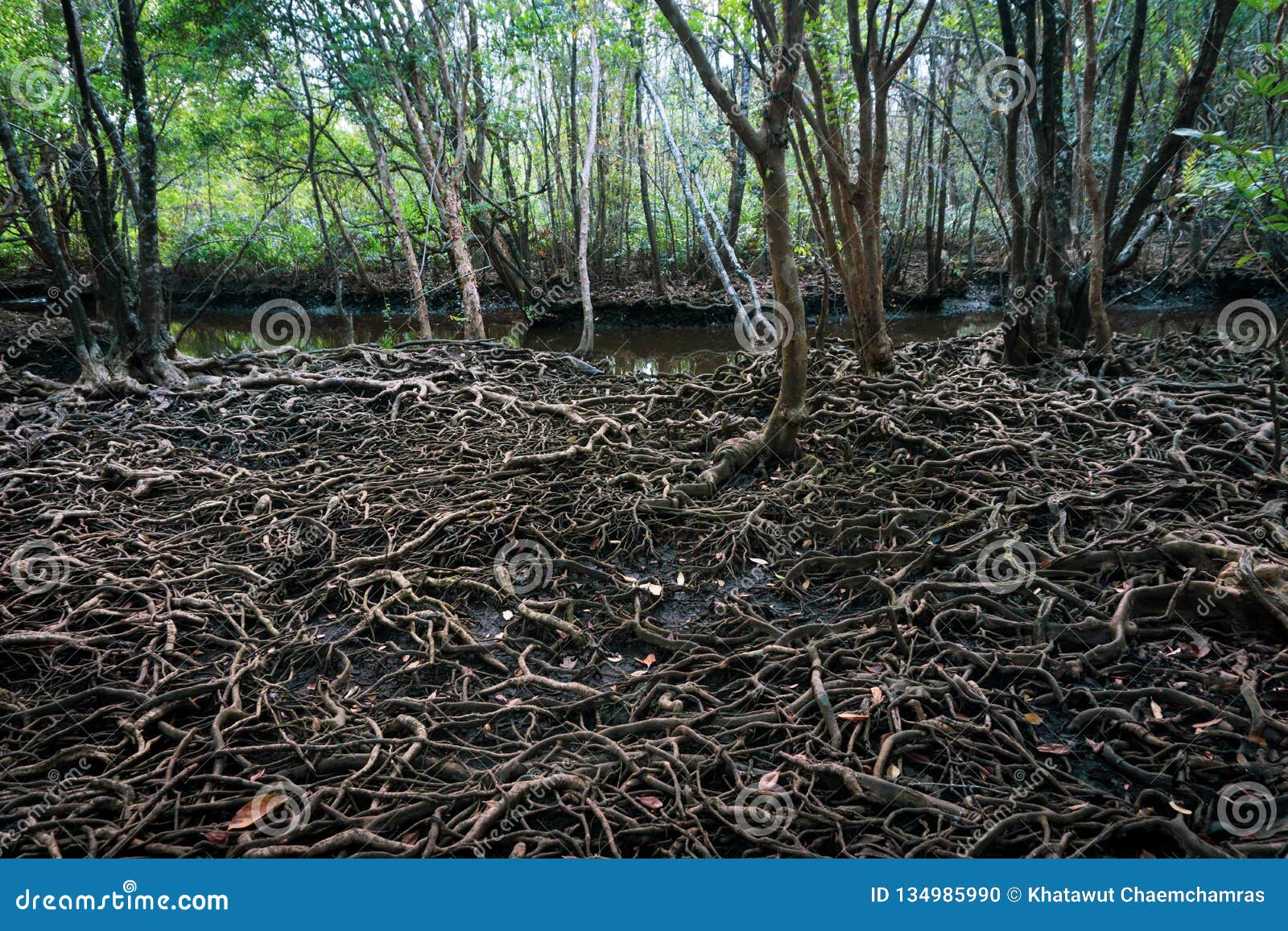 The Roots of a Large Tree that Grows Bigger. the Concept of Growth ...