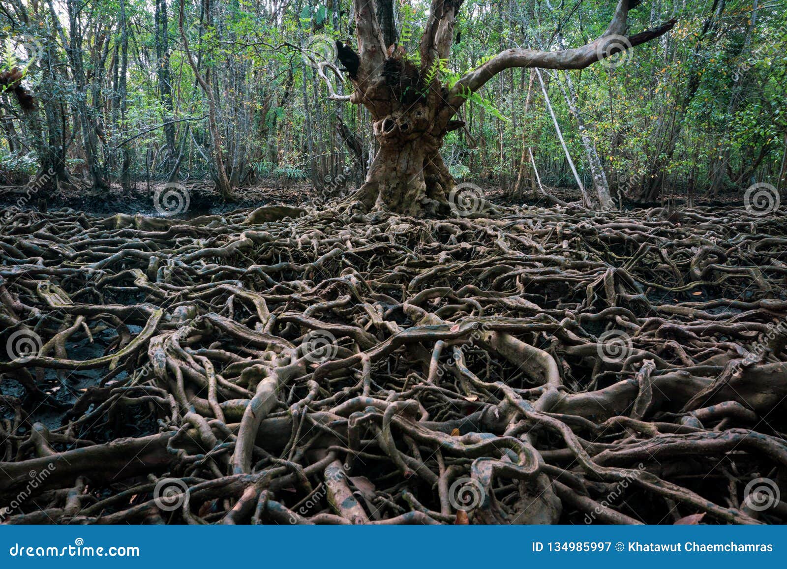 The Roots of a Large Tree that Grows Bigger. the Concept of Growth ...