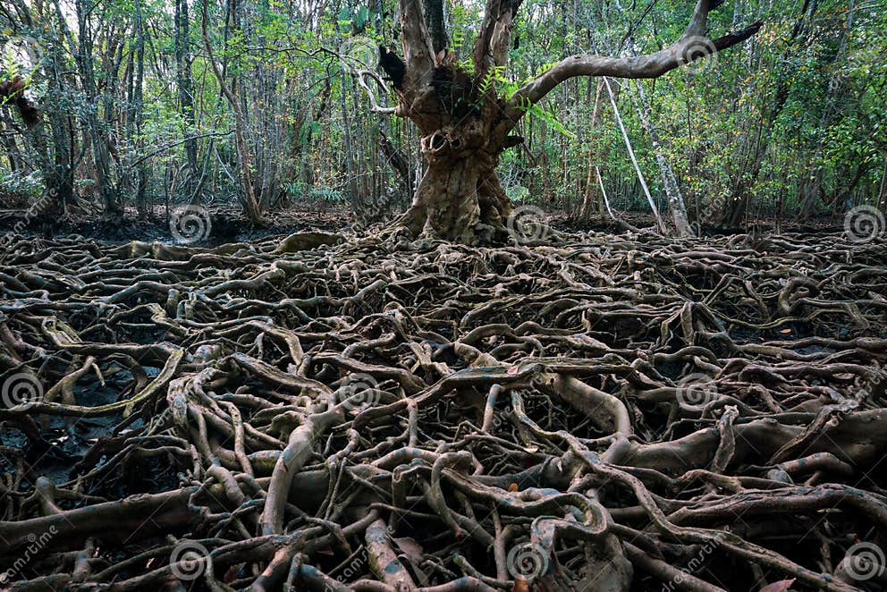 The Roots of a Large Tree that Grows Bigger. the Concept of Growth ...