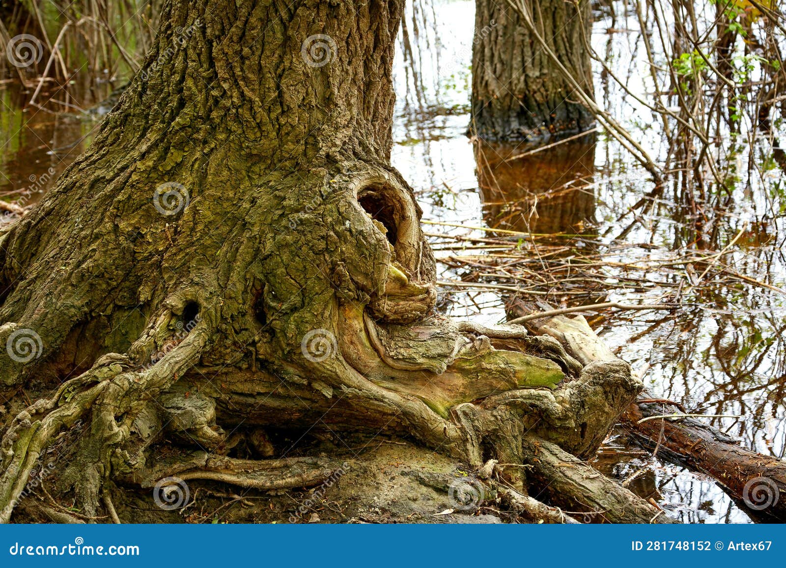 Roots of a Large Tree with a Hollow Near the Water on the Shore Stock ...