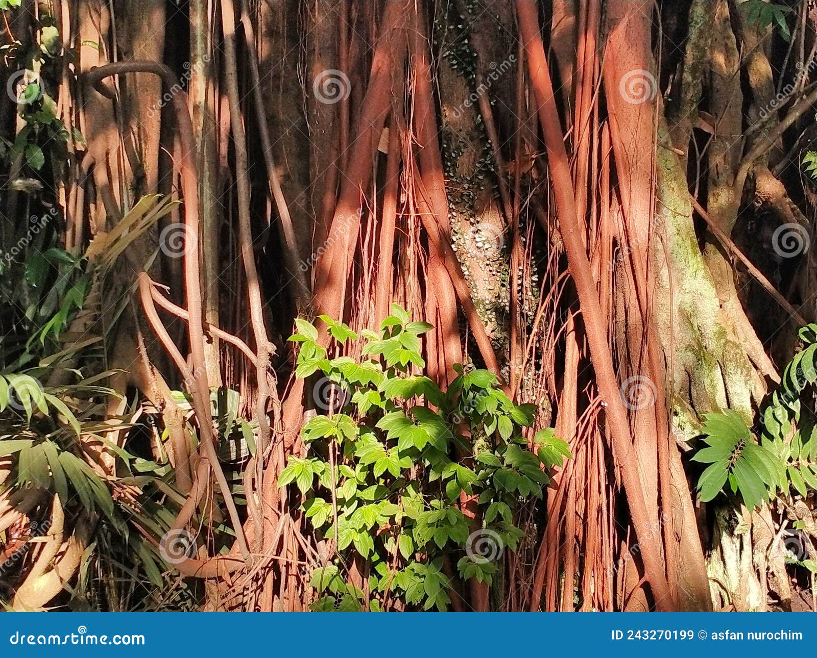 The Roots of a Large Tree are Intertwined with the Surrounding Shrubs ...