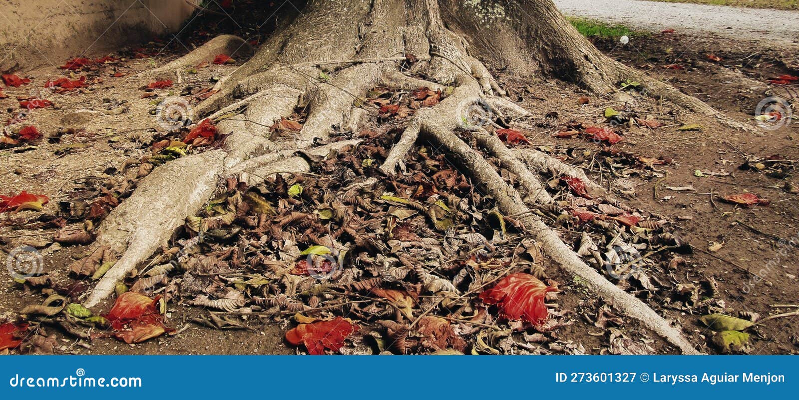 Roots of a Large Tree on a Road, with Its Leaves Fallen on an Autumn ...