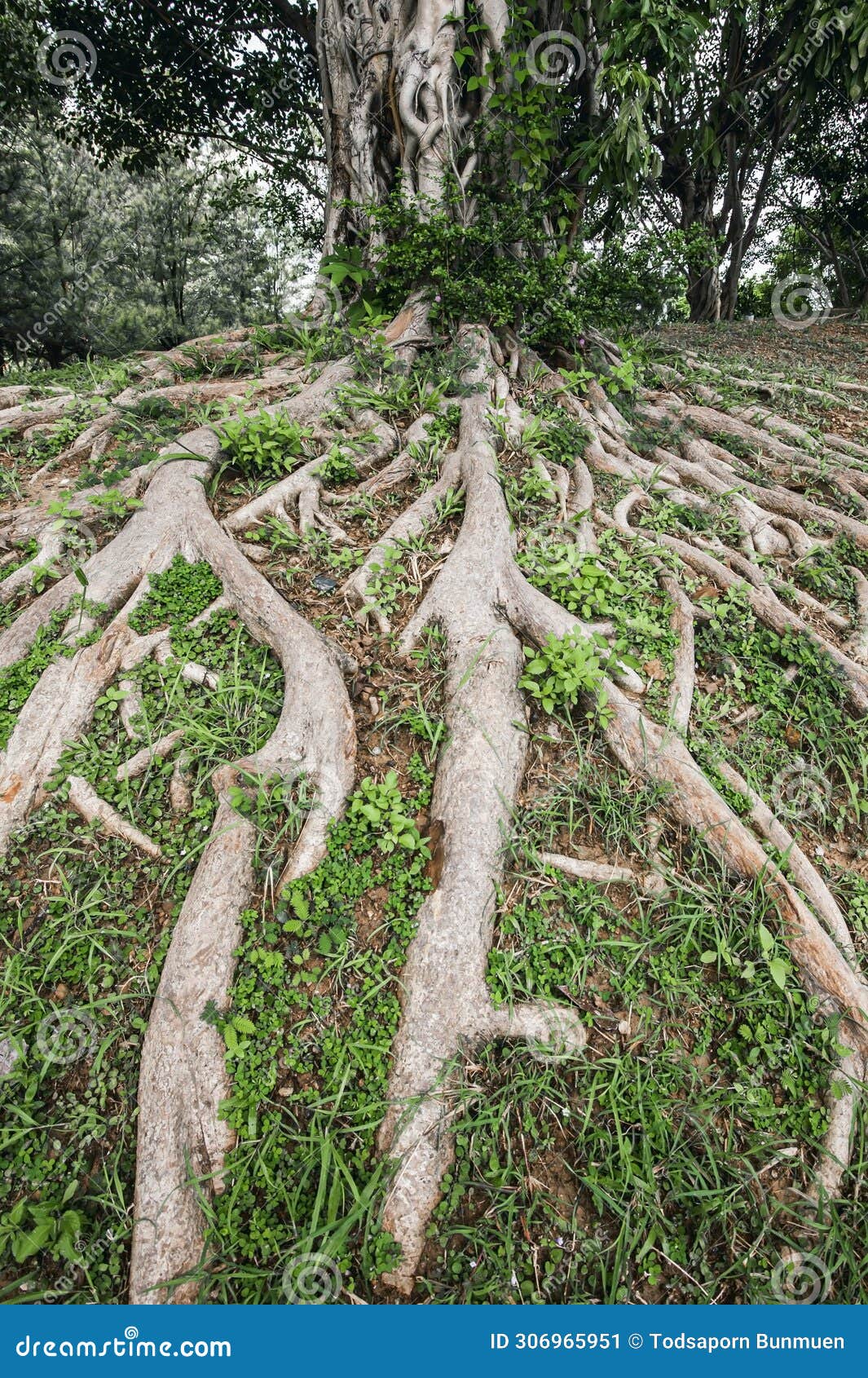 The Roots of a Large Tree Rose Above the Ground Stock Image - Image of ...