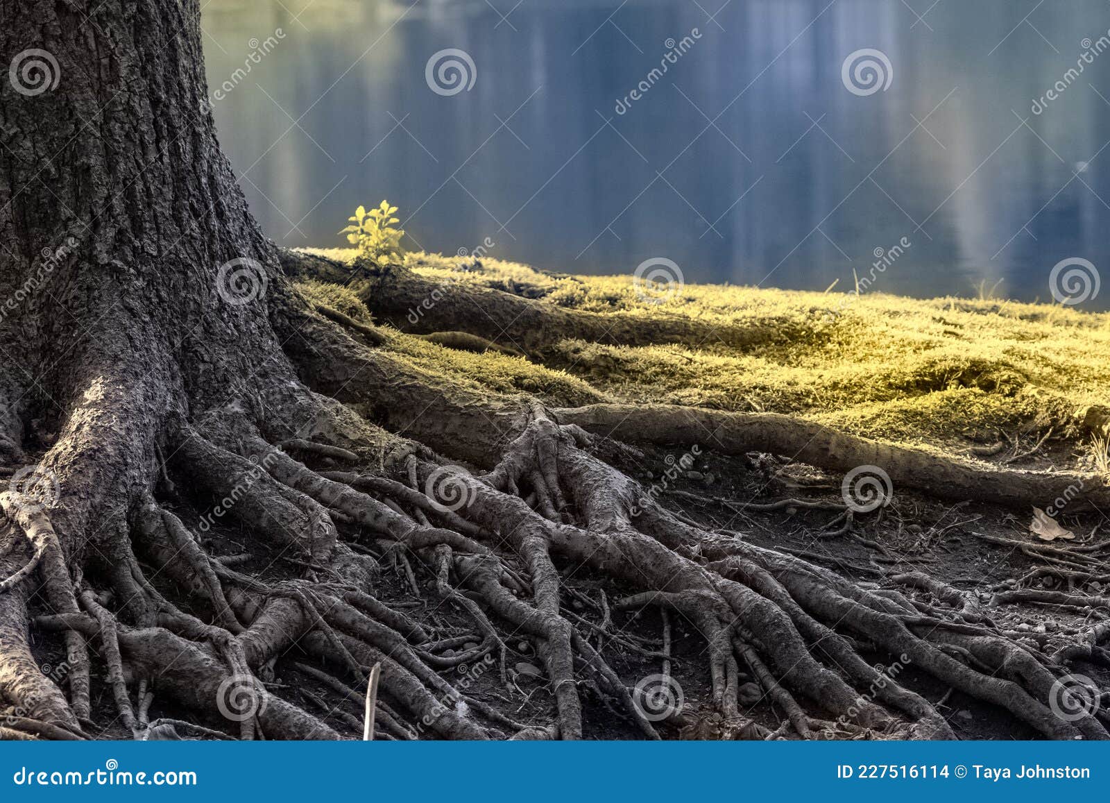 Roots of Large Tree Spreading Out with Moss Stock Photo - Image of ...