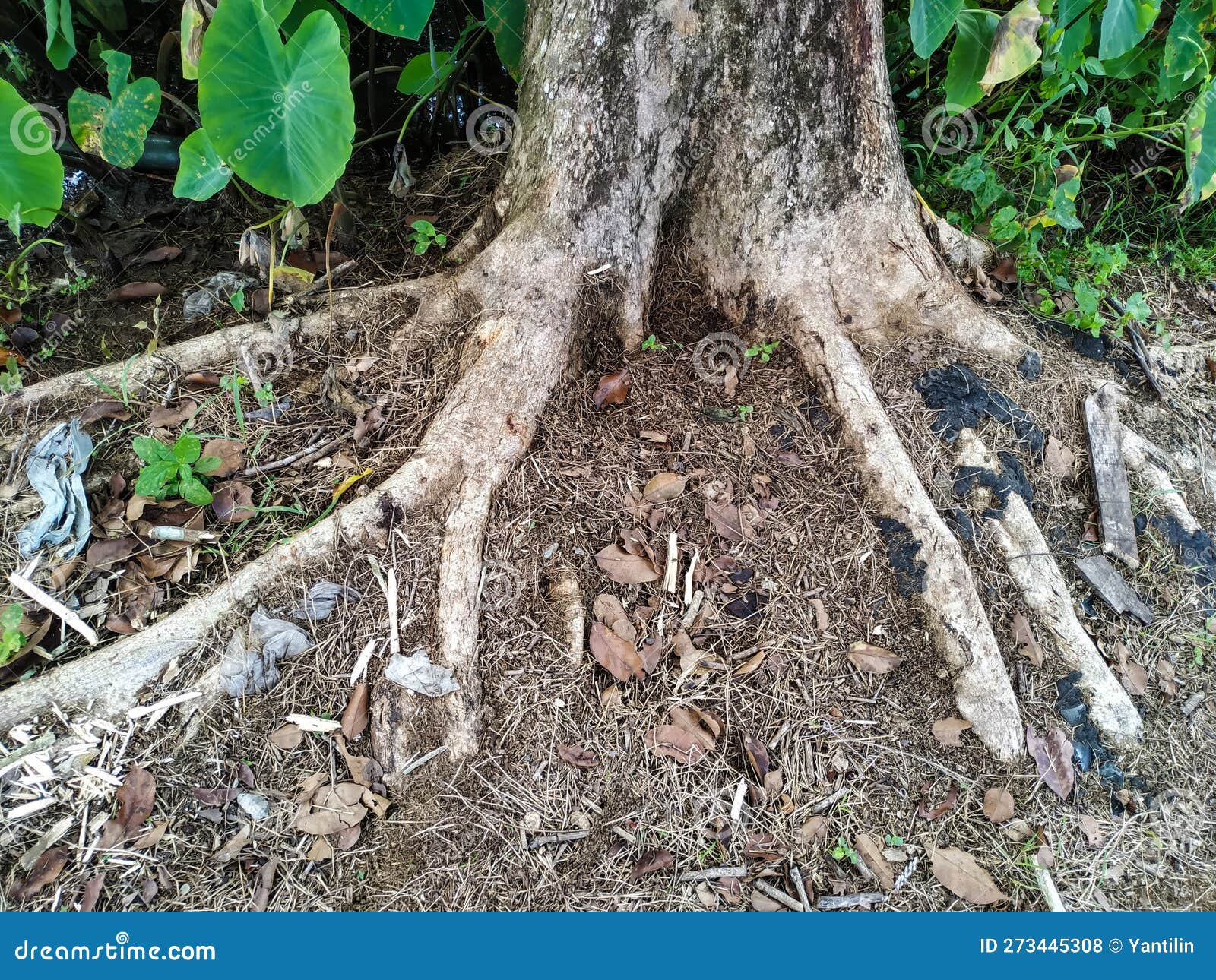 Roots of a Large Tree Surrounded by Taro Plants Stock Photo - Image of ...