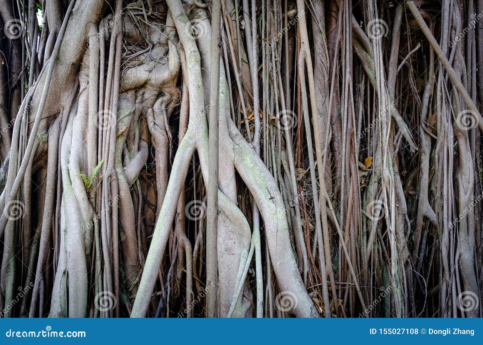 Roots of Large Trees,Air Roots of Trees, Parasites,twisted Tropical ...