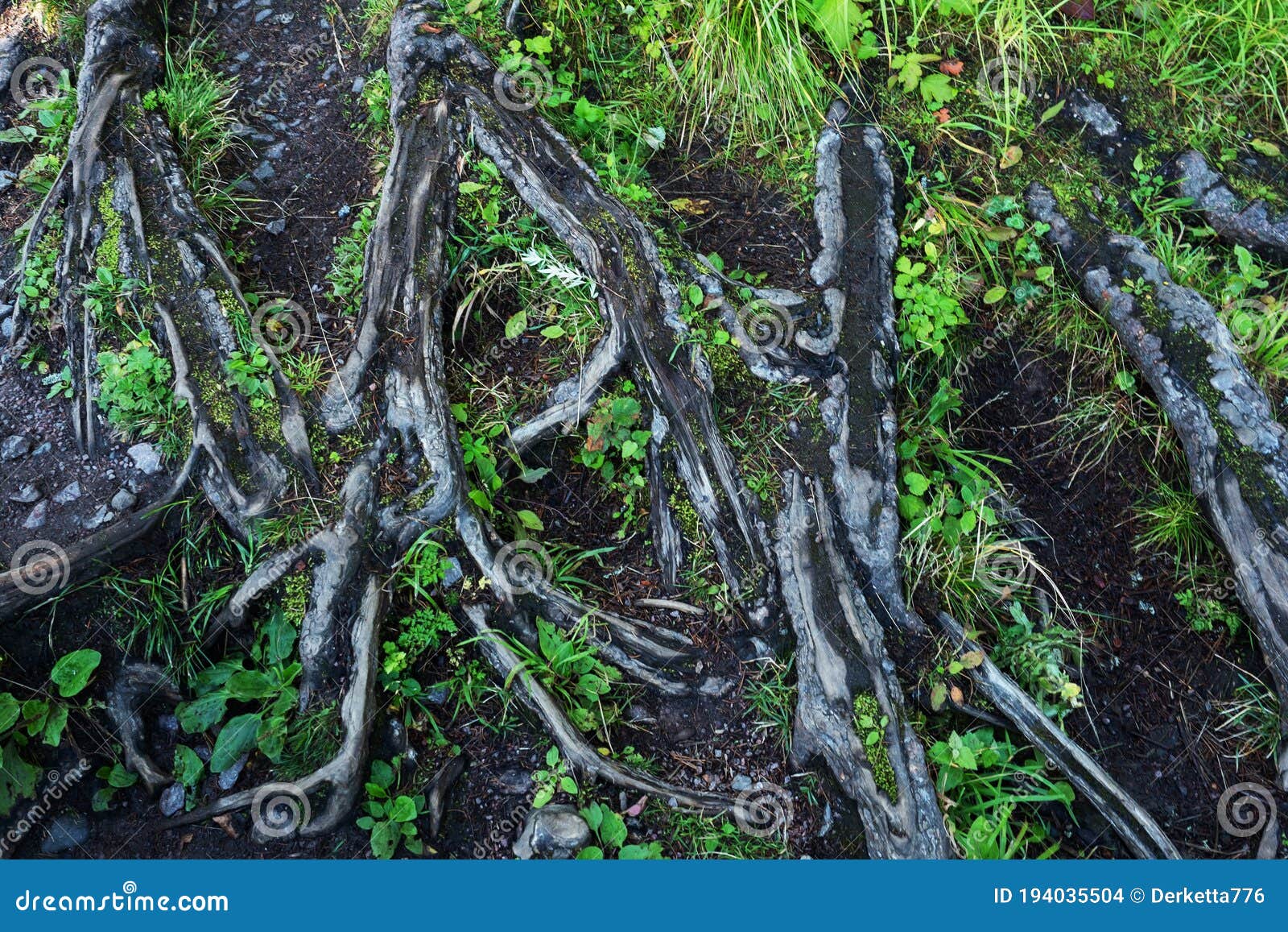 Intertwining Trees Roots Stock Photos - Free & Royalty-Free Stock ...