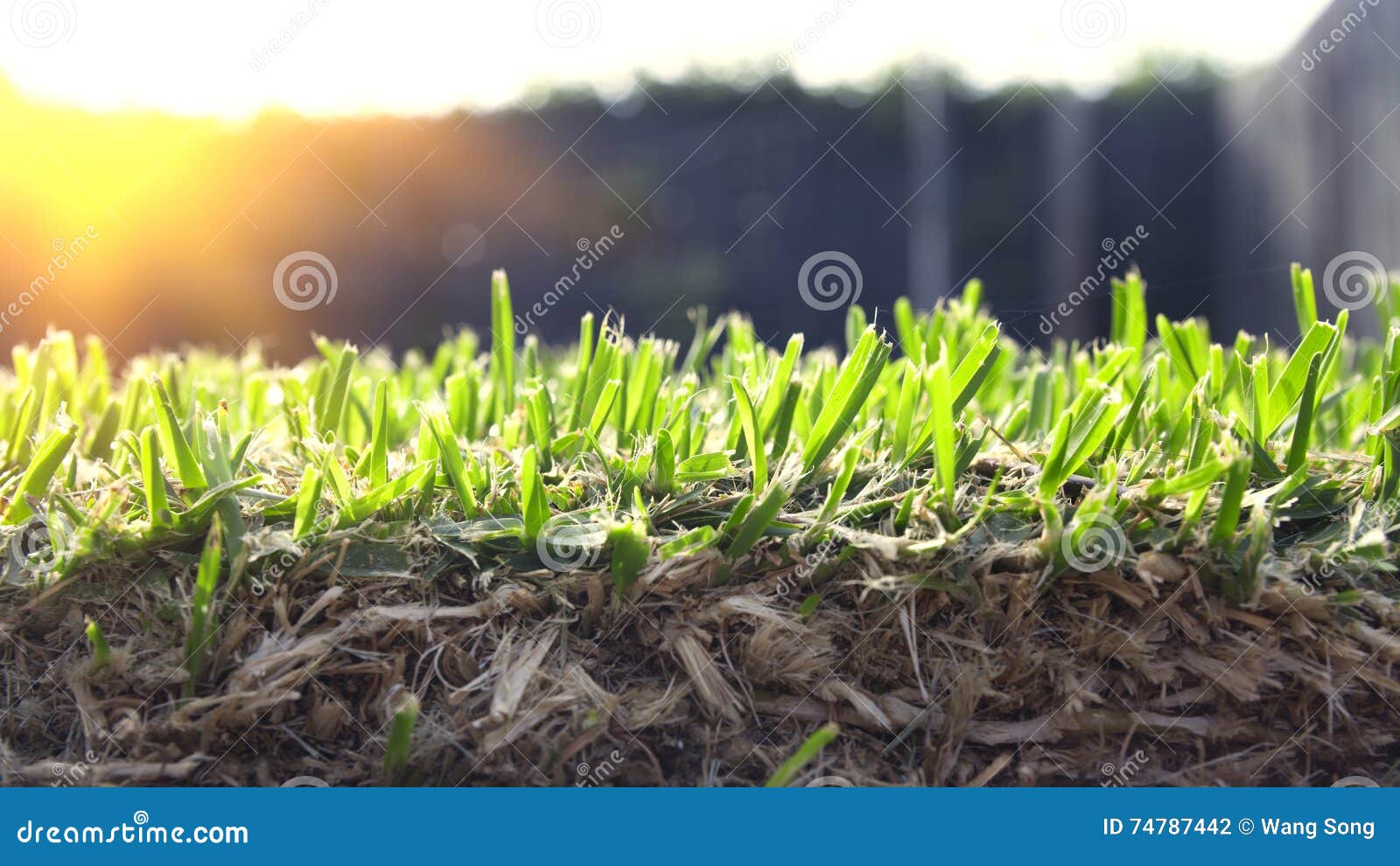 The roots of the lawn stock photo. Image of root, land - 74787442