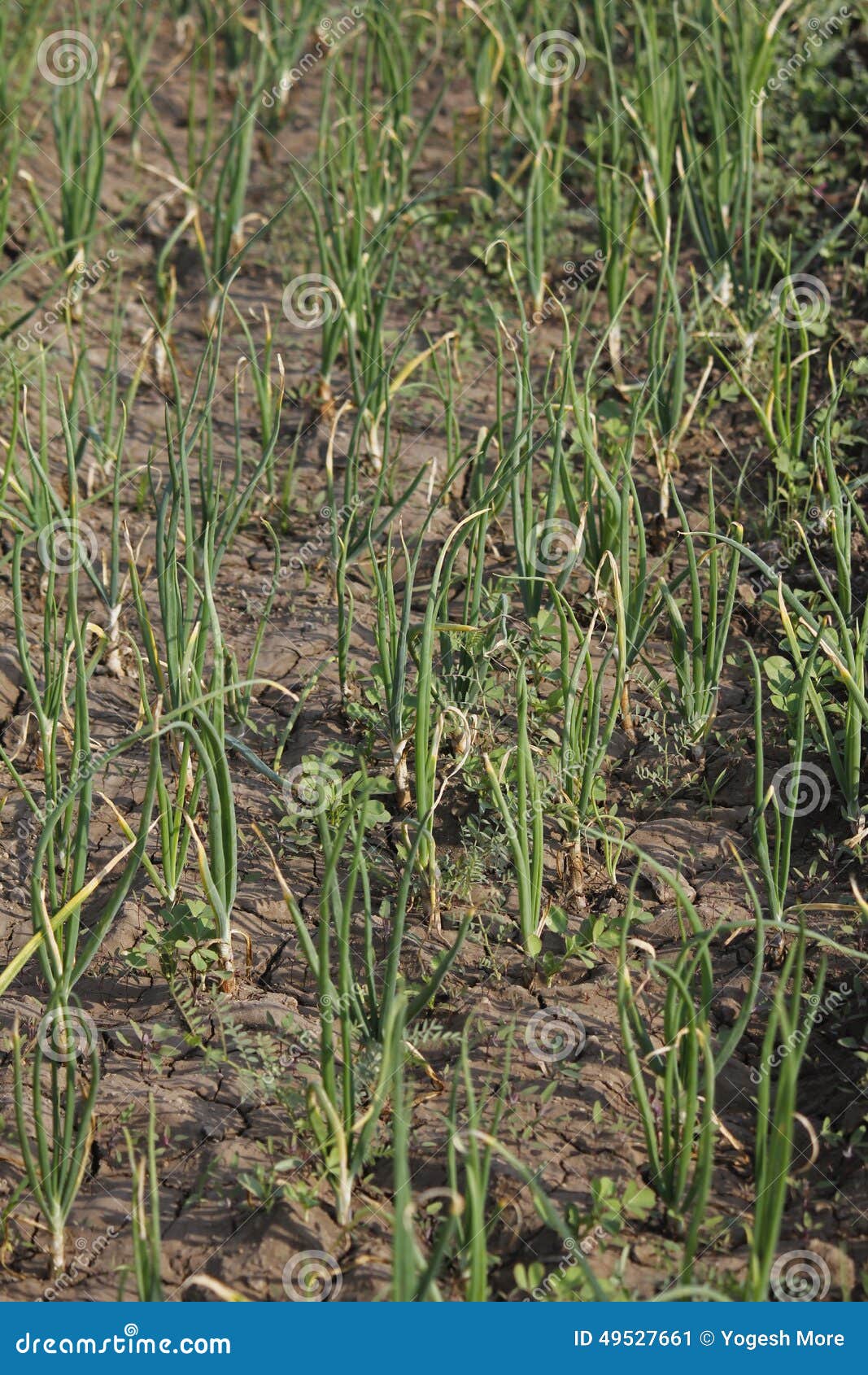 Roots, Leaves and Developing Bulb of Onion Stock Image - Image of ...