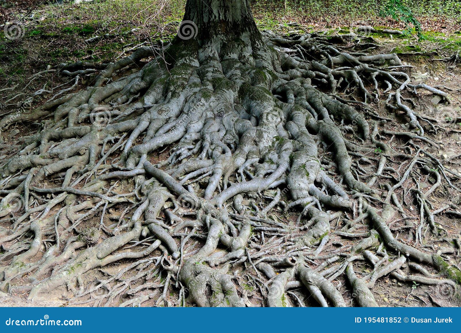 Roots of Life, Overgrown Roots of a Tree Bringing Life on a Hillside ...