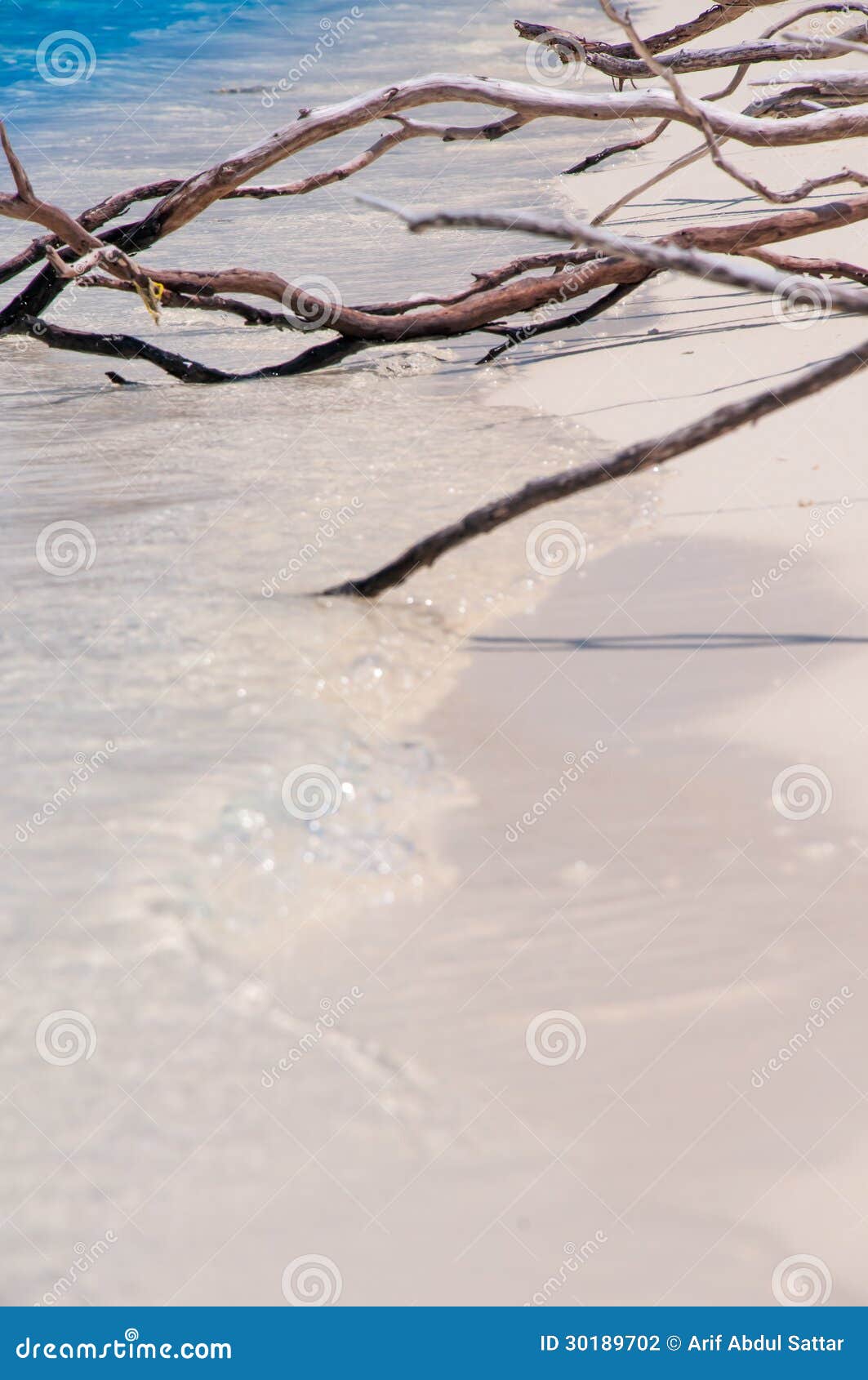 Tree Roots Exposed on Sandy Ocean Beach Stock Photo - Image of eden ...
