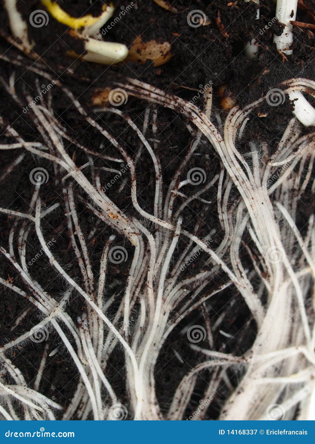 Roots macro view stock image. Image of organic, black - 14168337