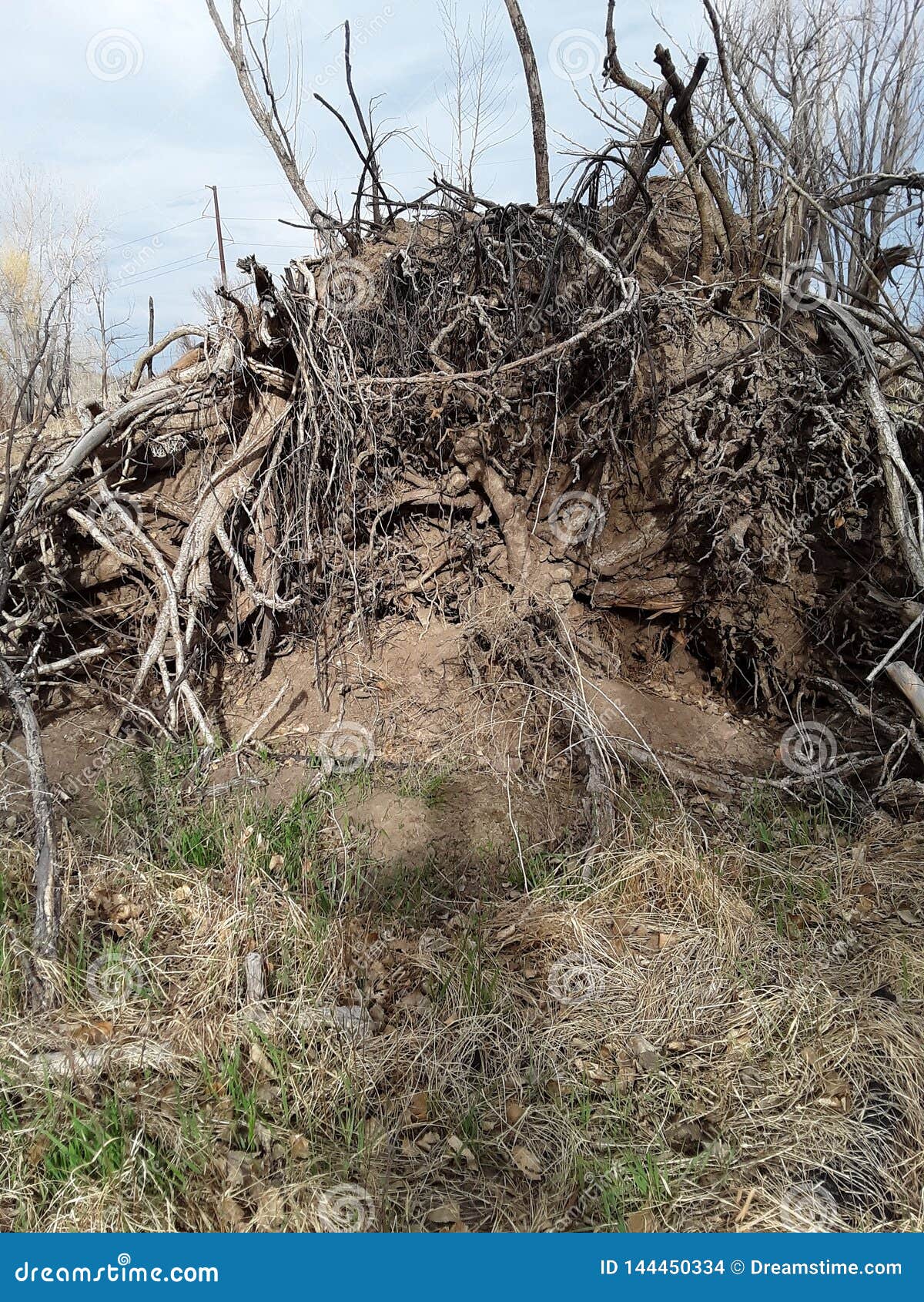Roots from a Magnificent Brown Windblown Tree Stock Photo - Image of ...
