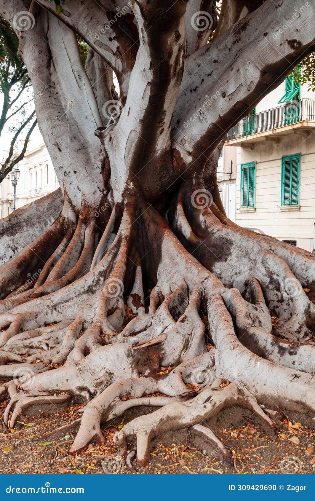 The roots of magnolia tree stock photo. Image of forest - 309429690