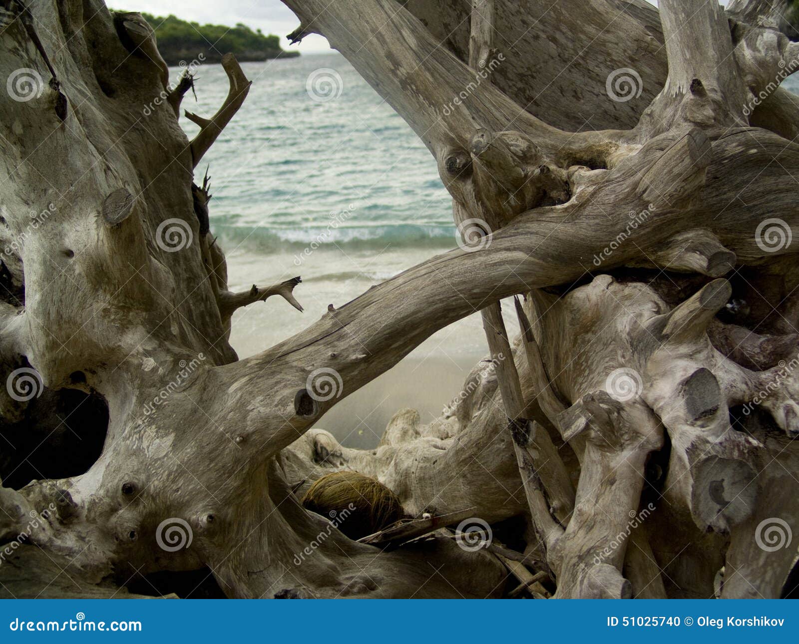 Roots stock photo. Image of beach, water, mangrove, indian - 51025740
