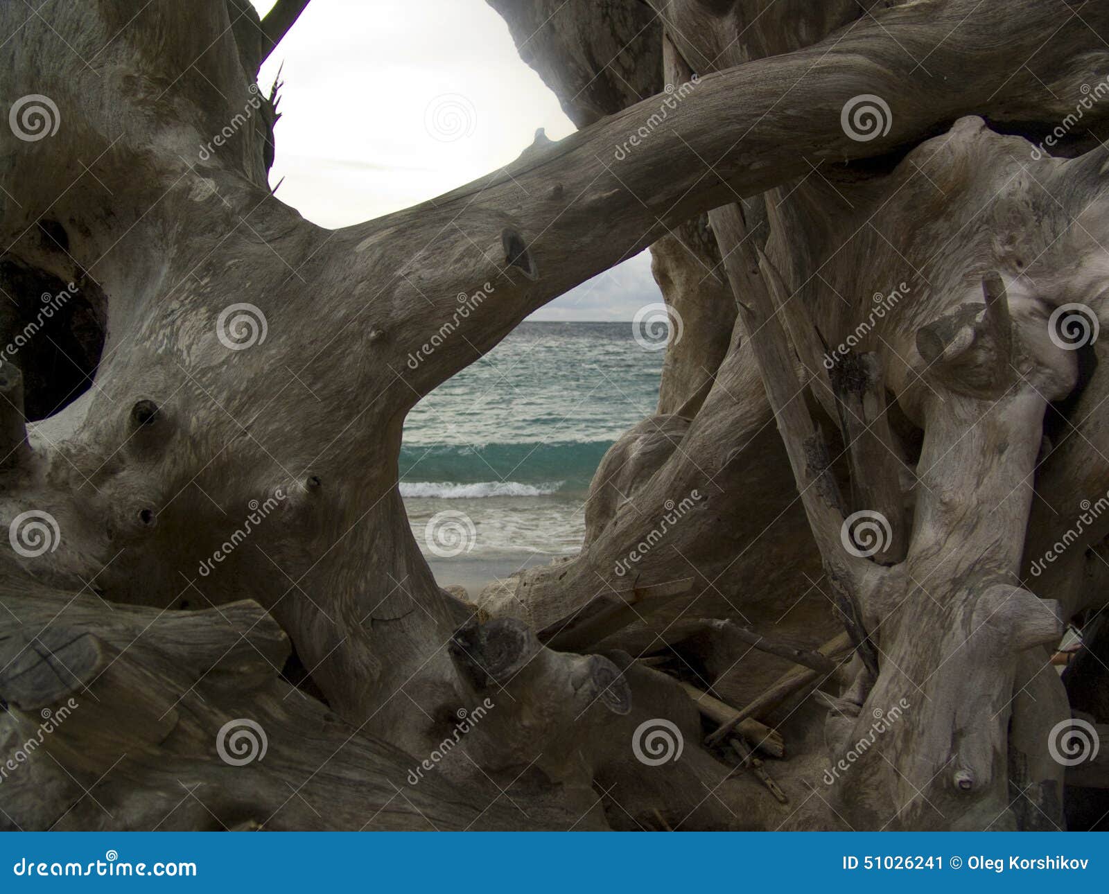Roots stock image. Image of mangrove, roots, landscape - 51026241