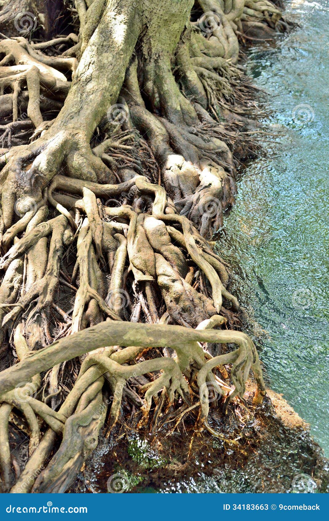 Roots Mangrove Stock Photos - Image: 34183663
