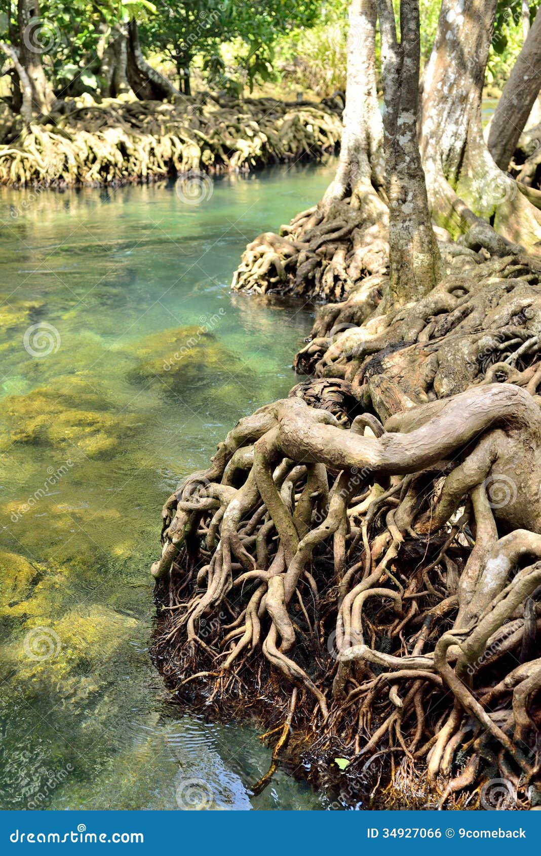 Roots Mangrove stock photo. Image of branch, pattern - 34927066