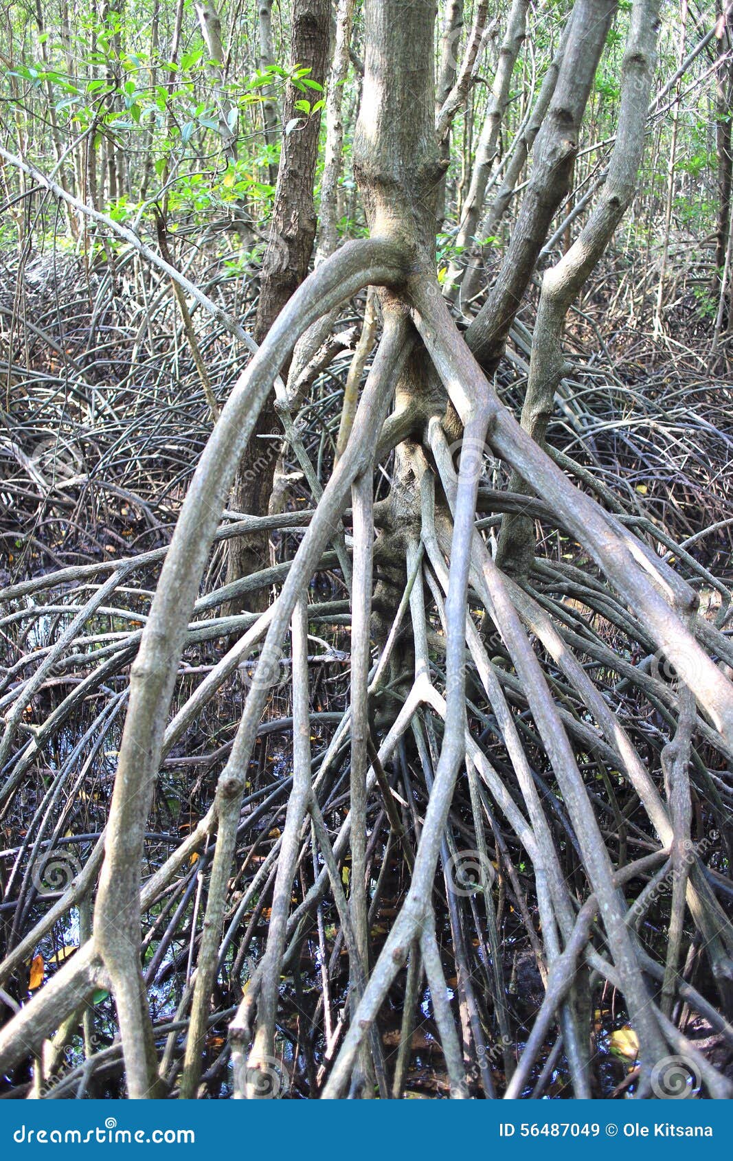 Roots of mangrove tree stock image. Image of tree, leaves - 56487049