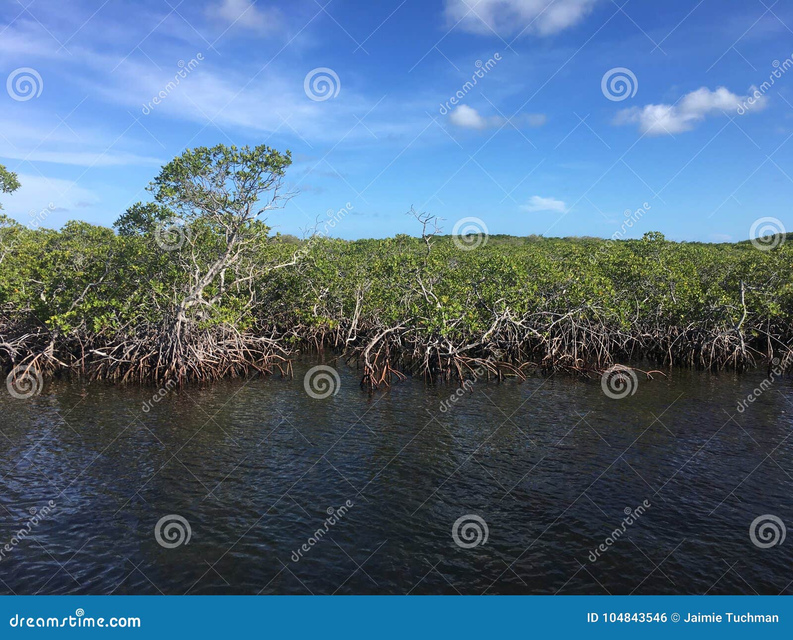 Roots of a Mangrove Tree on the Shore Stock Photo - Image of mangrove ...