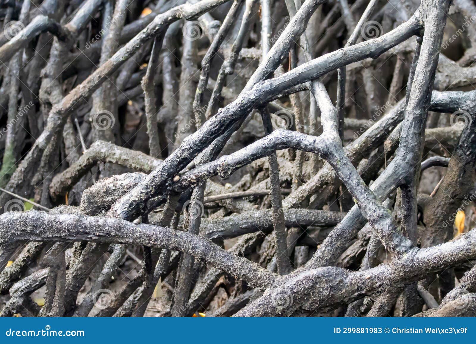 Roots of mangrove trees stock image. Image of park, ecology - 299881983
