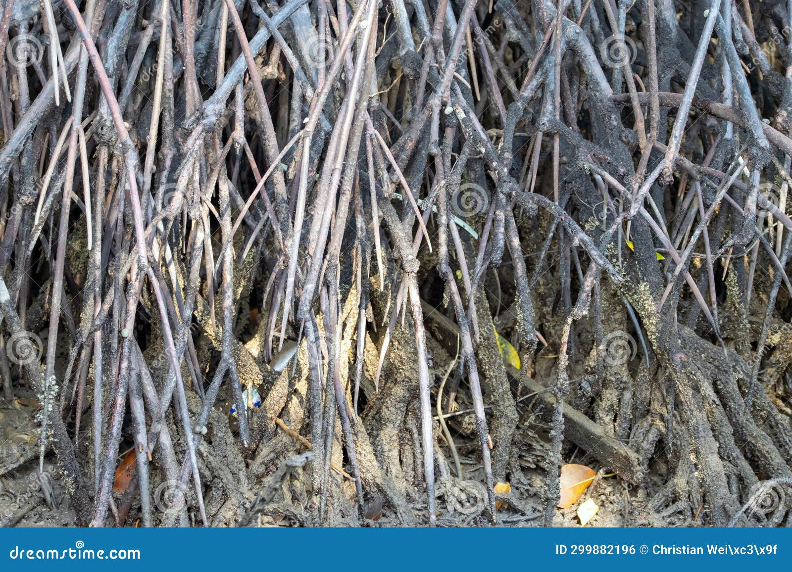 Roots of mangrove trees stock photo. Image of ecology - 299882196