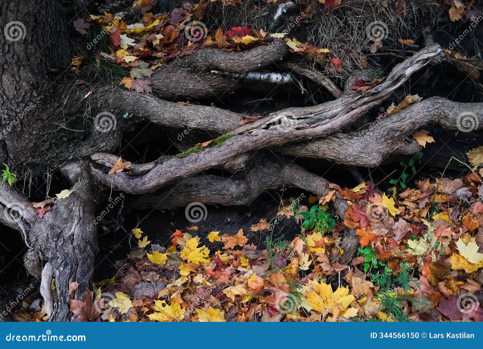 The roots of a maple tree stock photo. Image of roots - 344566150
