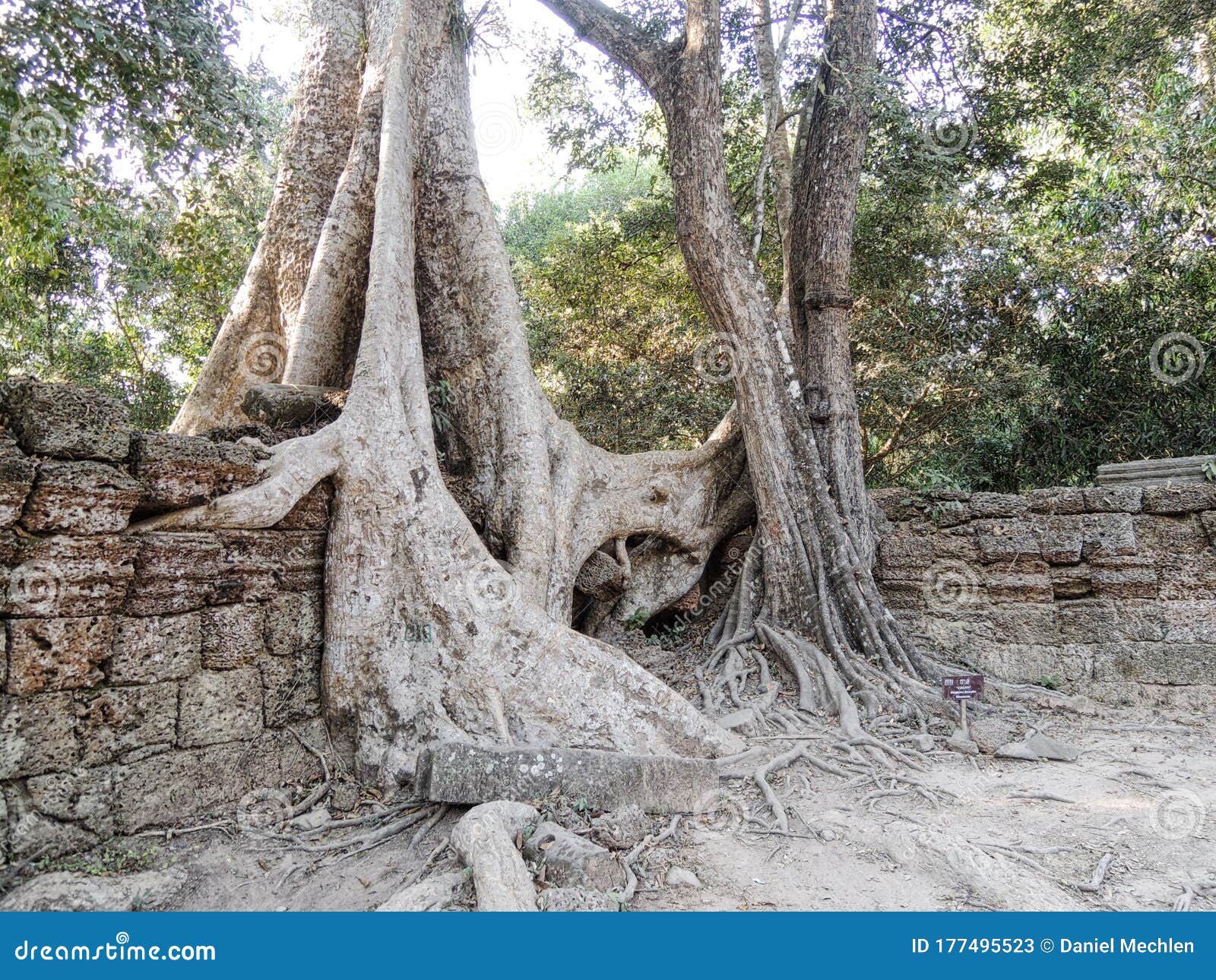 Angkor Wat Tree Roots into the Wall. Cambodia Stock Image - Image of ...