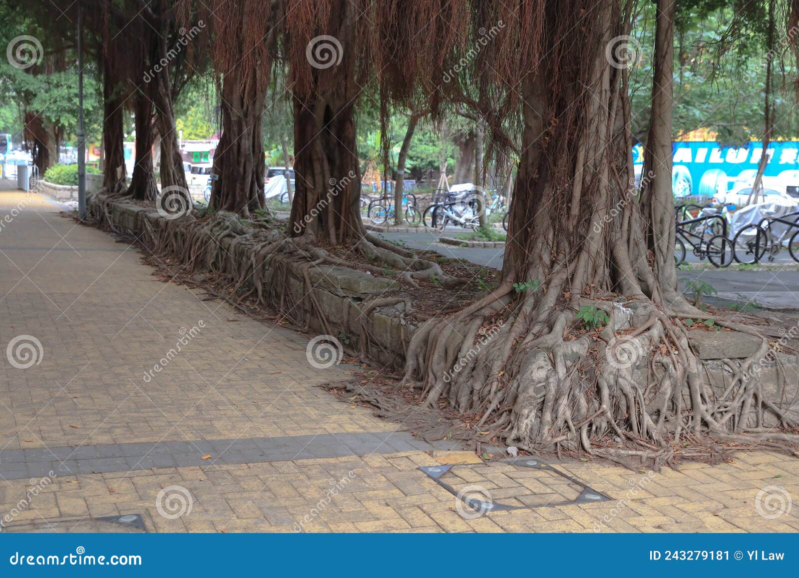 Roots of a Mature Tree Cracking and Destroying the Sidewalk 20 April ...