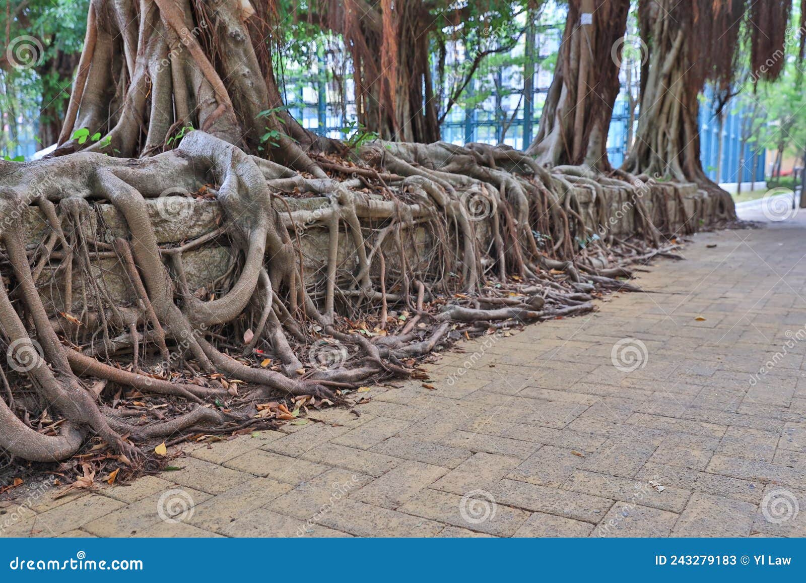 Roots of a Mature Tree Cracking and Destroying the Sidewalk 20 April ...
